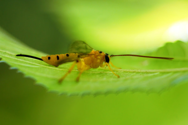 Ichneumon Wasp | Project Noah