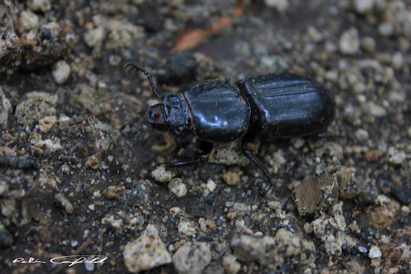 Jerusalem Beetle | Project Noah