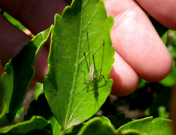 Scudder's Bush Katydid nymph | Project Noah