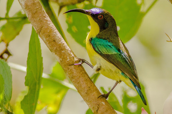 Metallic-winged Sunbird | Project Noah