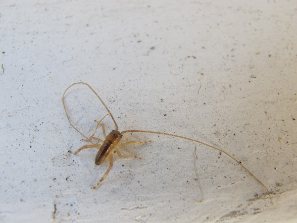 Tree Weta (baby) | Project Noah