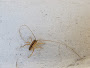 Tree Weta (baby) | Project Noah