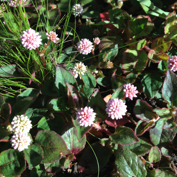 Pink Knotweed | Project Noah