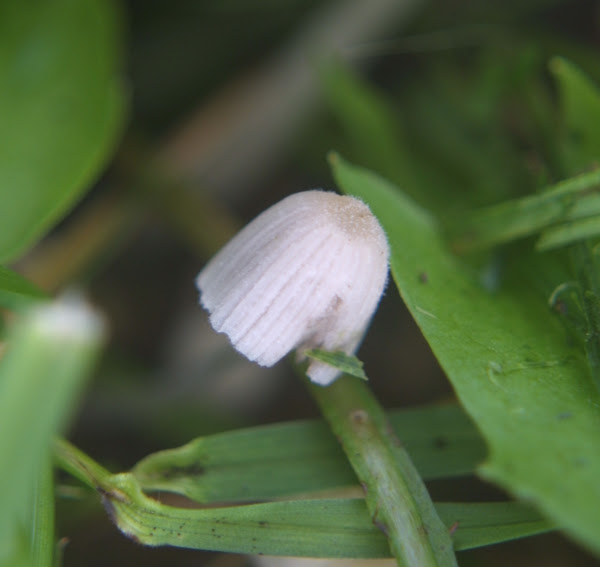 Fairies' Bonnets | Project Noah