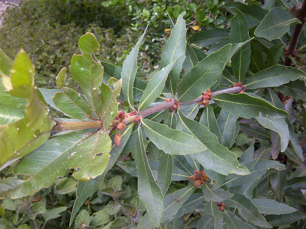 Wild Almond | Project Noah