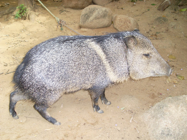 pecari, puerco de monte | Project Noah