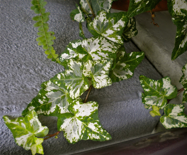 Variegated English Ivy | Project Noah