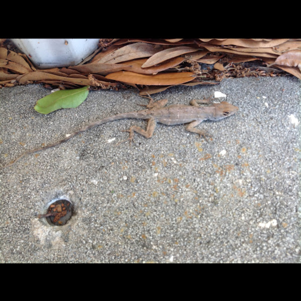 Brown Anole | Project Noah