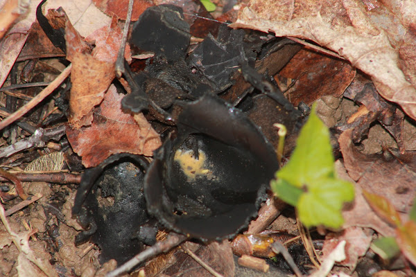 Black Trumpet | Project Noah