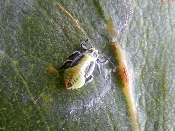 White clam lerp insect. | Project Noah