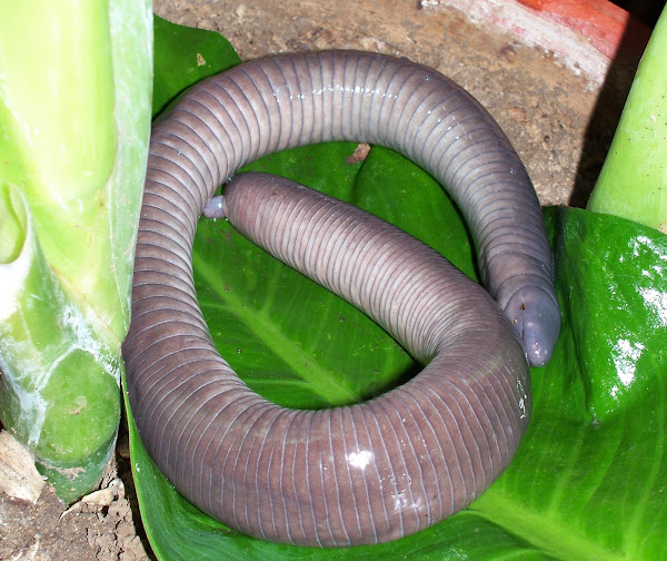 Mexican Burrowing Caecilian | Project Noah
