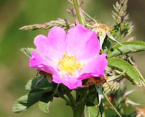 Smooth Wild Rose | Project Noah