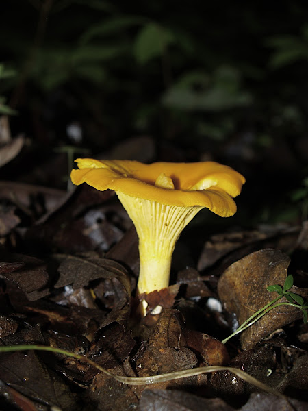Chanterelle | Project Noah