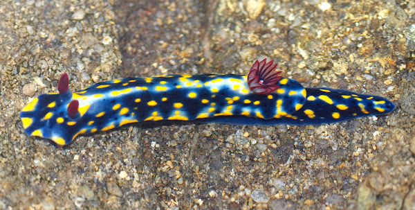 Sea Slug | Project Noah