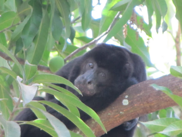 Howler monkey | Project Noah