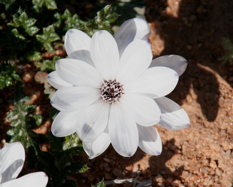 OneStonedCrow: The Desert In Flower - Part 1