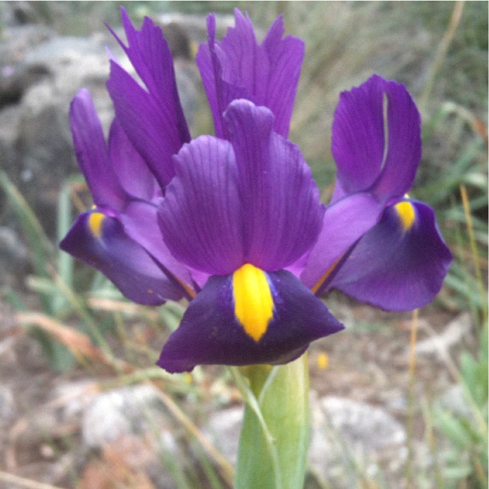 Spanish Iris | Project Noah