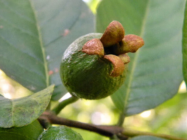 guava, jambu batu | Project Noah