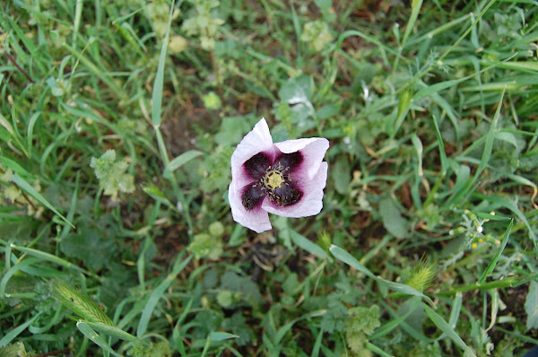 Amapola | Project Noah