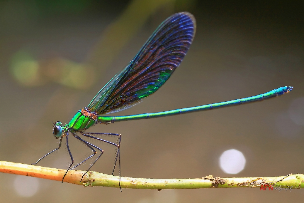 Common Flashwing | Project Noah