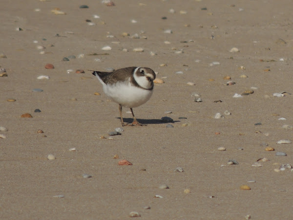 Semi-palmated plover | Project Noah