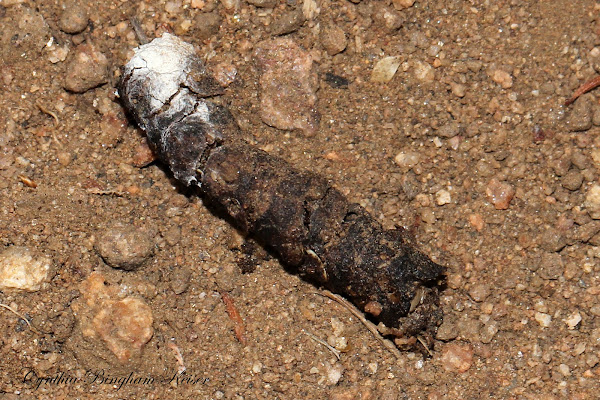 Snake scat | Project Noah