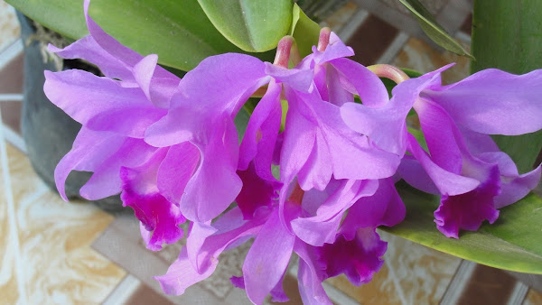 Cattleya orchid | Project Noah