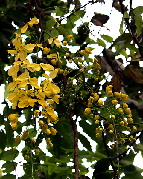 Golden shower | Project Noah