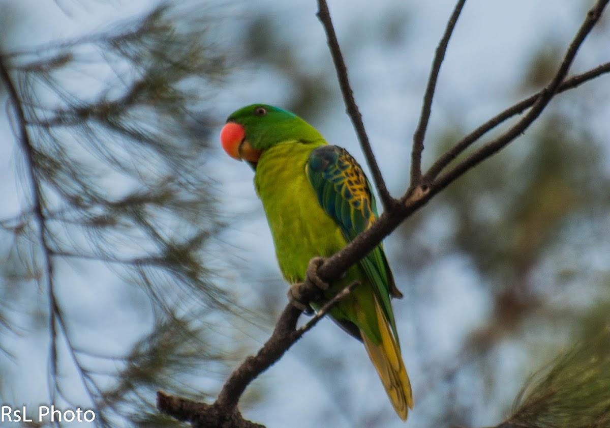 Blue-Napped Parrot | Project Noah