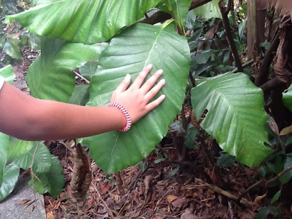 Simpoh Ayer Air | Project Noah