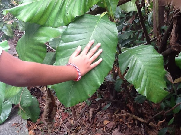 Simpoh Ayer Air | Project Noah