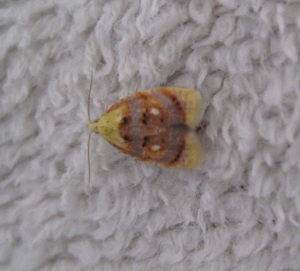 Oak Leaftier Moth | Project Noah