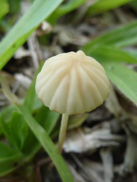Marasmius rotula | Project Noah