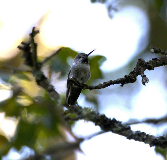 Anna's Hummingbird - Juvenile | Project Noah