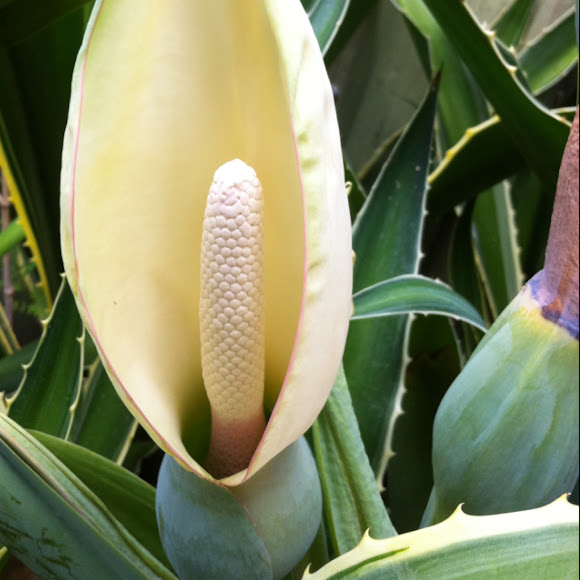Elephant ear flower | Project Noah