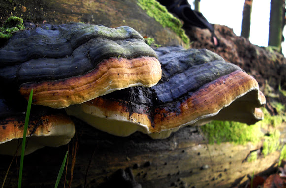 Red Banded Polypore | Project Noah