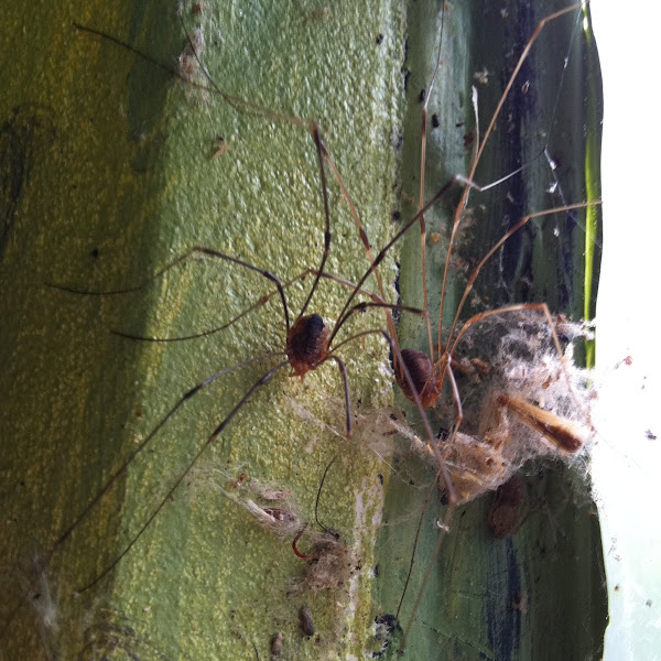 Grand daddy long-leg | Project Noah