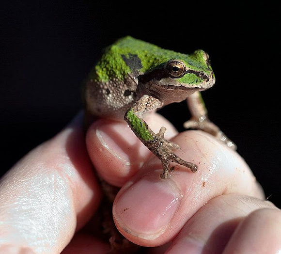 Pacific Tree Frog | Project Noah