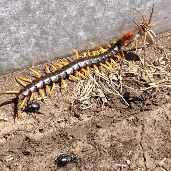 Red-headed centipede | Project Noah