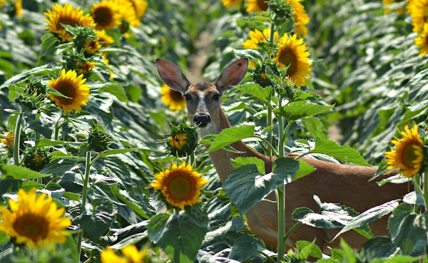 White tailed deer | Project Noah