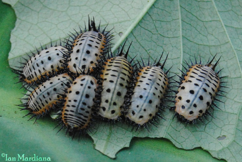 Tortoise beetles | Project Noah