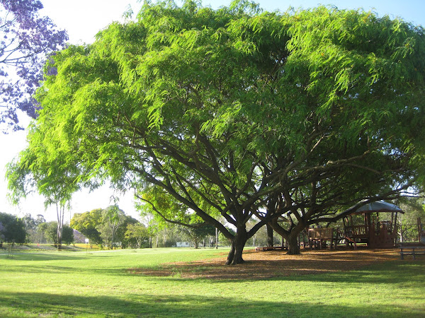 Tipuana tipu (Rosewood) with seed pods | Project Noah