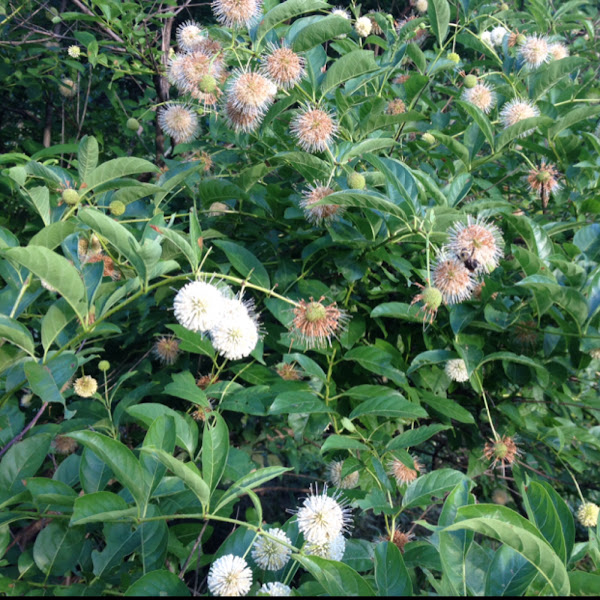 Common buttonbush | Project Noah