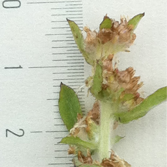 Sandspur | Project Noah