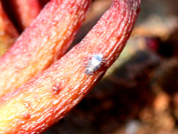 Gall wasp larvae | Project Noah