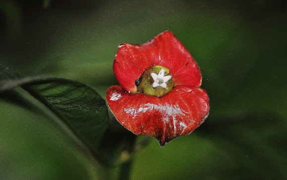 Hot Lips plant | Project Noah