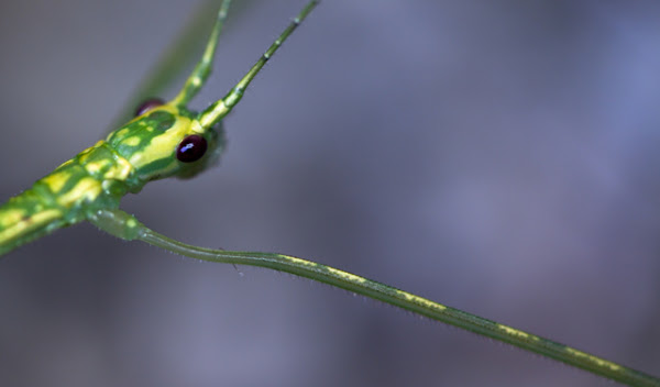 Stick Insect. Phasmatodea, Carausius morosus | Project Noah