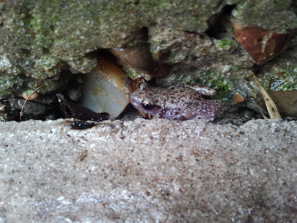 Rio Grande Chirping Frog | Project Noah