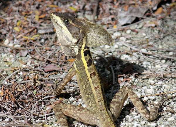 Striped Basilisk | Project Noah
