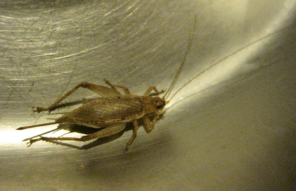 Jumping Bush Cricket, female | Project Noah